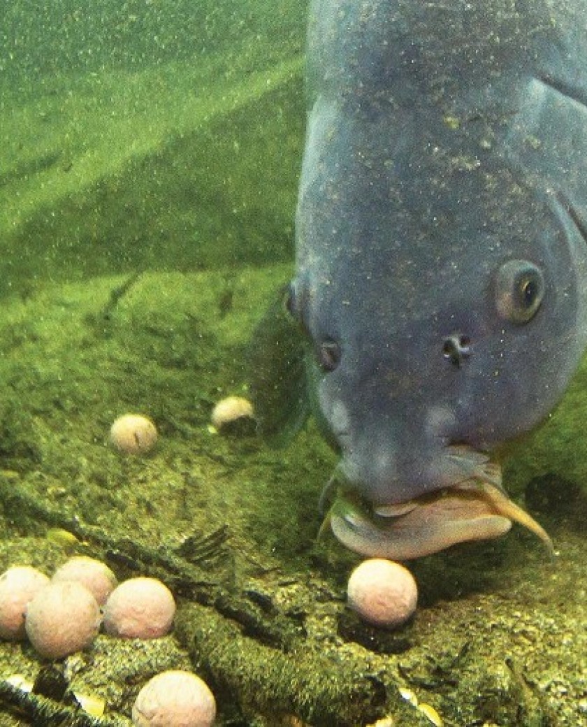 Professional Ready Made Carp Rigs | Ready Tied | Ready Rigs | Thats ...